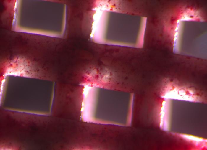 New PLA-CaP scaffolds promote vascularization and bone regeneration