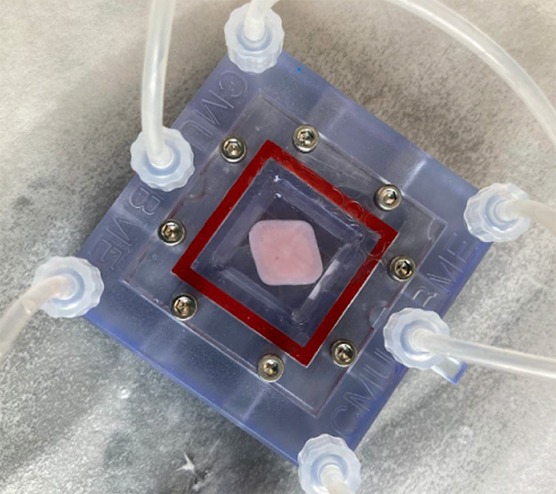 3D bioprinting: Temporary liver from a printer aims to ease transplant ...